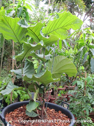 NParks | Coccoloba rugosa