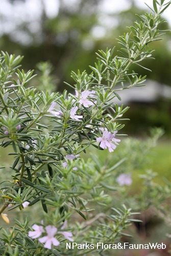 NParks | Westringia fruticosa