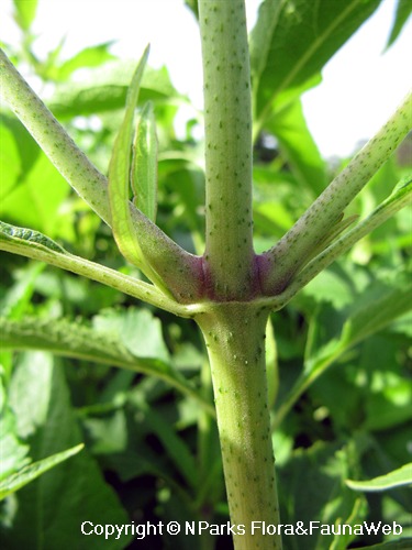 NParks | Austroeupatorium inulifolium
