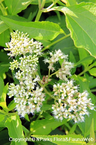 NParks | Austroeupatorium inulifolium