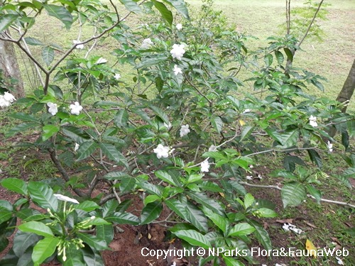 NParks | Tabernaemontana