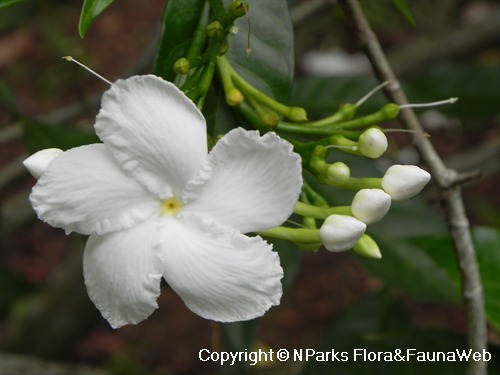 NParks | Tabernaemontana