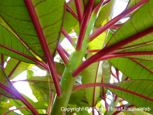 NParks | Cerbera (red-leaves)