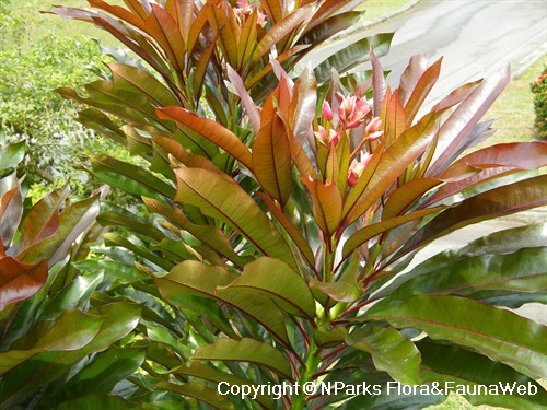 NParks | Cerbera (red-leaves)