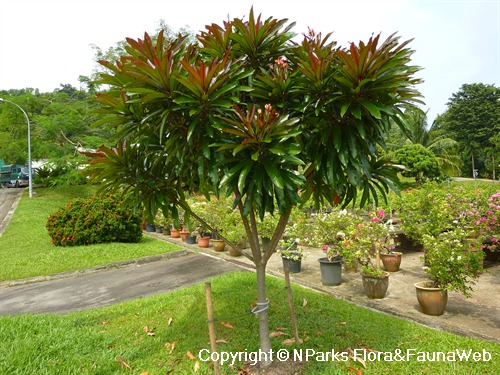 NParks | Cerbera (red-leaves)