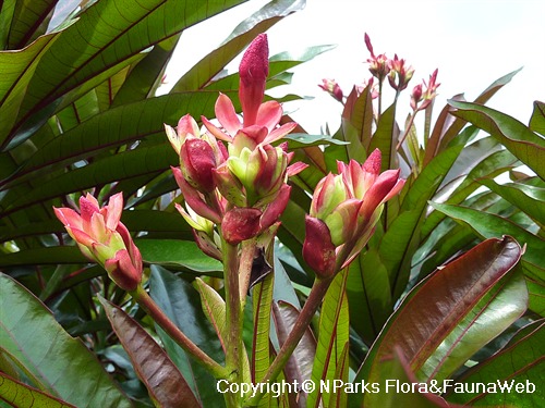 NParks | Cerbera (red-leaves)
