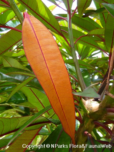 NParks | Cerbera (red-leaves)