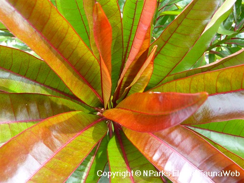 NParks | Cerbera (red-leaves)