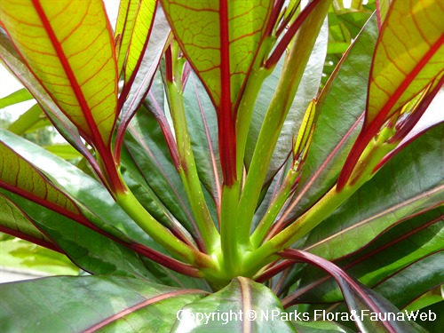NParks | Cerbera (red-leaves)