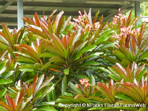 NParks | Cerbera (red-leaves)