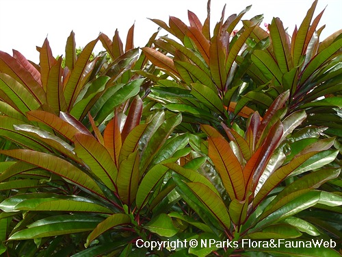 NParks | Cerbera (red-leaves)