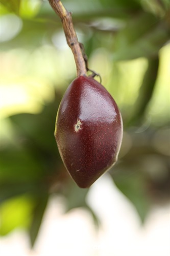 NParks | Cerbera (red-leaves)