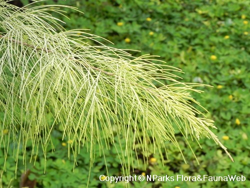 NParks | Casuarina equisetifolia (golden)