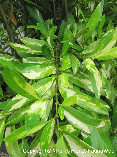 NParks | Suregada multiflora (Variegated)