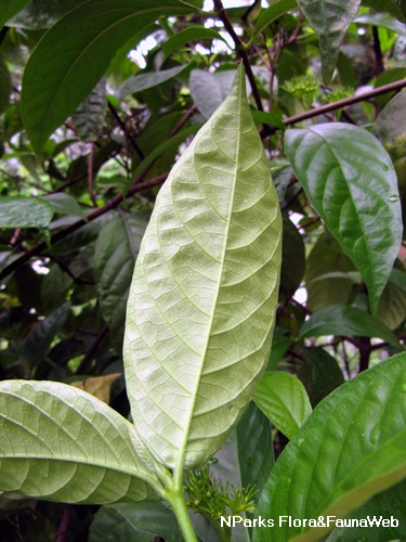 NParks | Duperrea pavettifolia