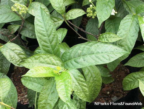 NParks | Duperrea pavettifolia