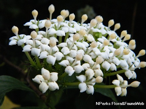 NParks | Duperrea pavettifolia