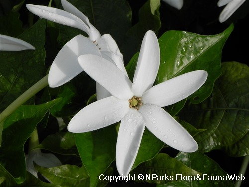 NParks | Gardenia cf nitida