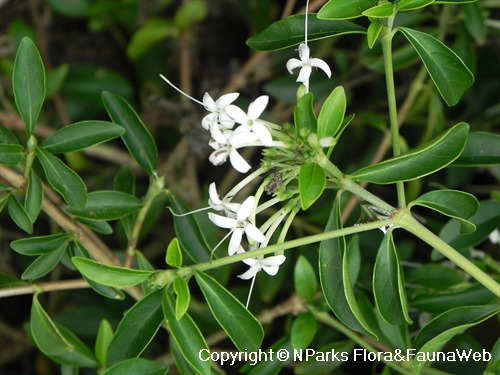 NParks | Pavetta gracilifolia