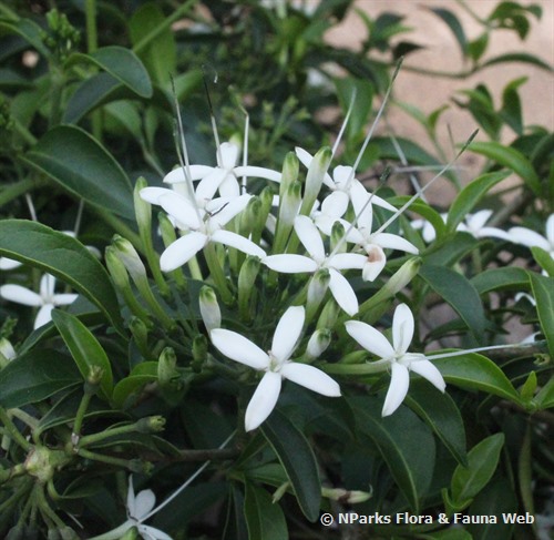 NParks | Pavetta gracilifolia