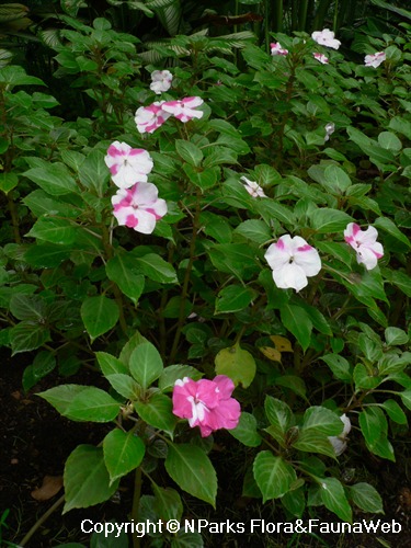 NParks | Impatiens walleriana (naturalised)