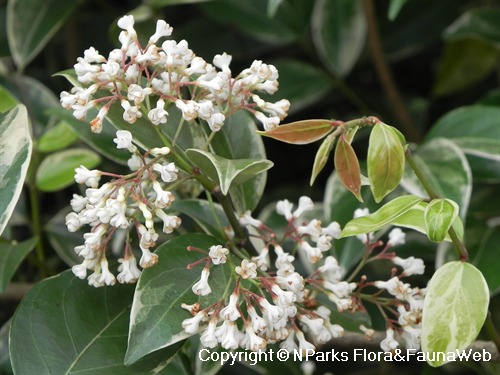 NParks | Urceola laevigata (variegated)