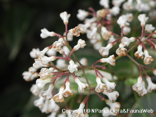 NParks | Urceola laevigata (variegated)