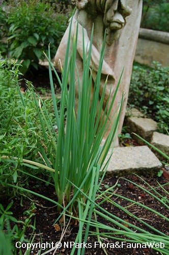 NParks | Allium sativum