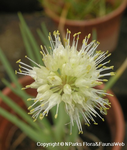 NParks | Allium fistulosum