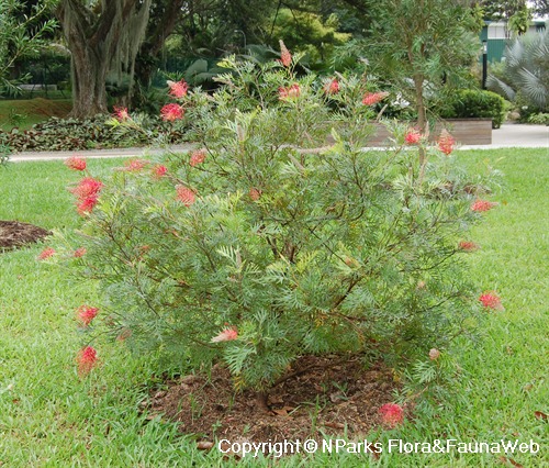 NParks | Grevillea 'Robyn Gordon'
