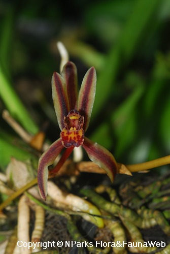 NParks | Cymbidium bicolor subsp pubescens