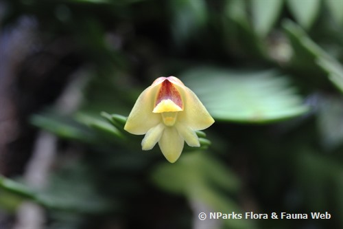 NParks | Dendrobium leonis