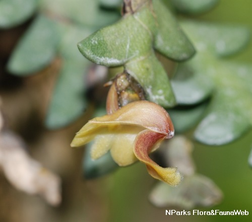 NParks | Dendrobium leonis