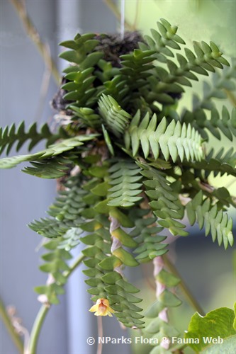 NParks | Dendrobium leonis