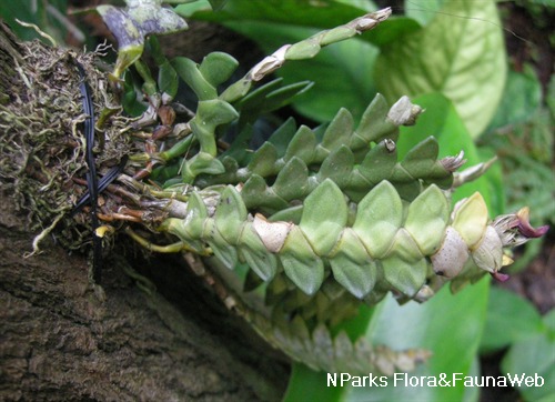 NParks | Dendrobium leonis