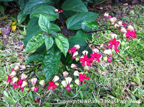 NParks | Clerodendrum × speciosum