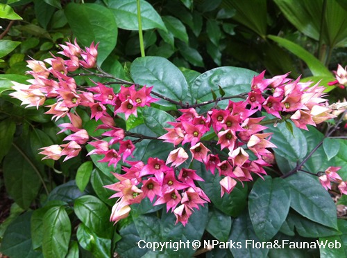 NParks | Clerodendrum × speciosum