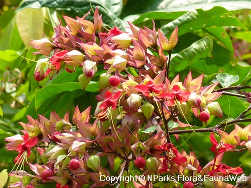 NParks | Clerodendrum × speciosum