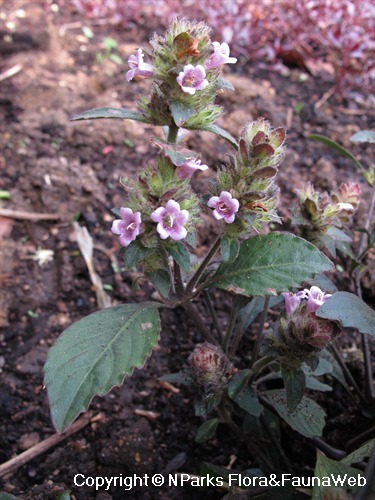 NParks | Ruellia simplex