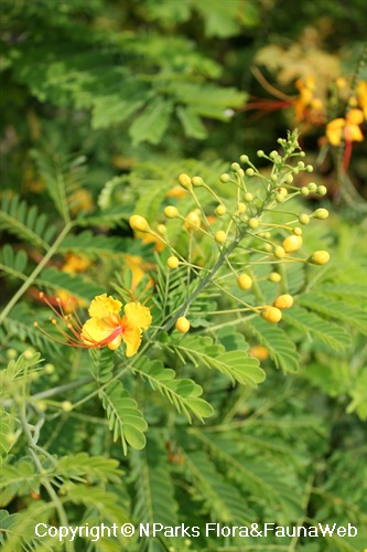 NParks | Caesalpinia coriaria