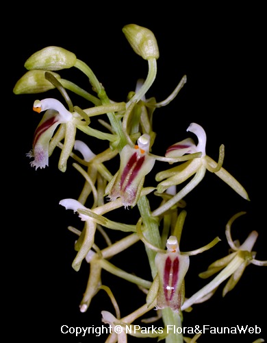 NParks | Liparis barbata