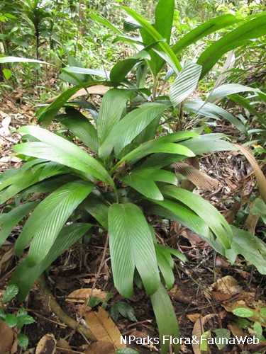 NParks | Pinanga coronata