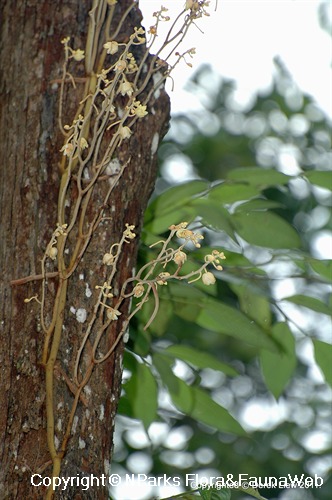NParks | Galeola nudifolia