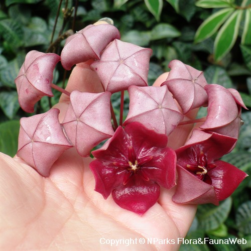NParks | Hoya megalaster