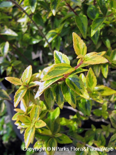 NParks | Abelia × grandiflora'Kaleidoscope'