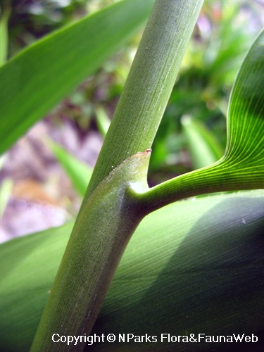 NParks | Alpinia aquatica