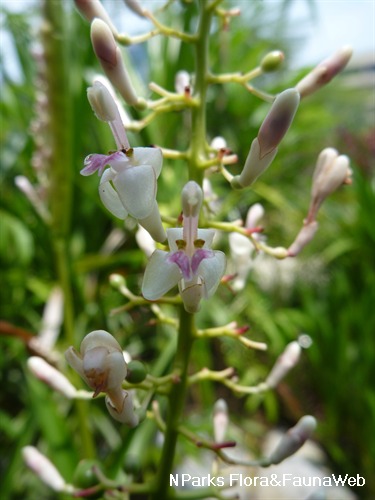 NParks | Alpinia aquatica