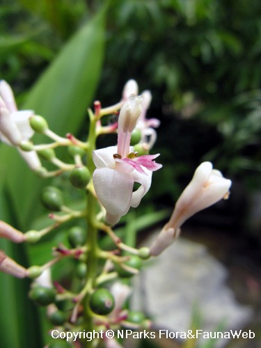 NParks | Alpinia aquatica