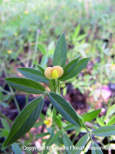 NParks | Stylosanthes humilis
