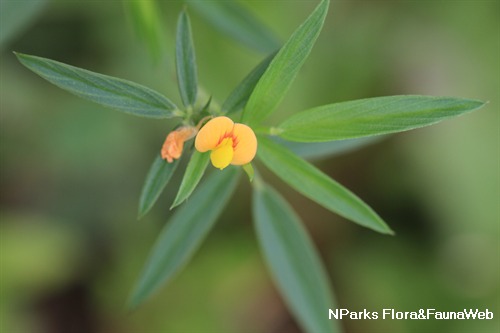 NParks | Stylosanthes humilis